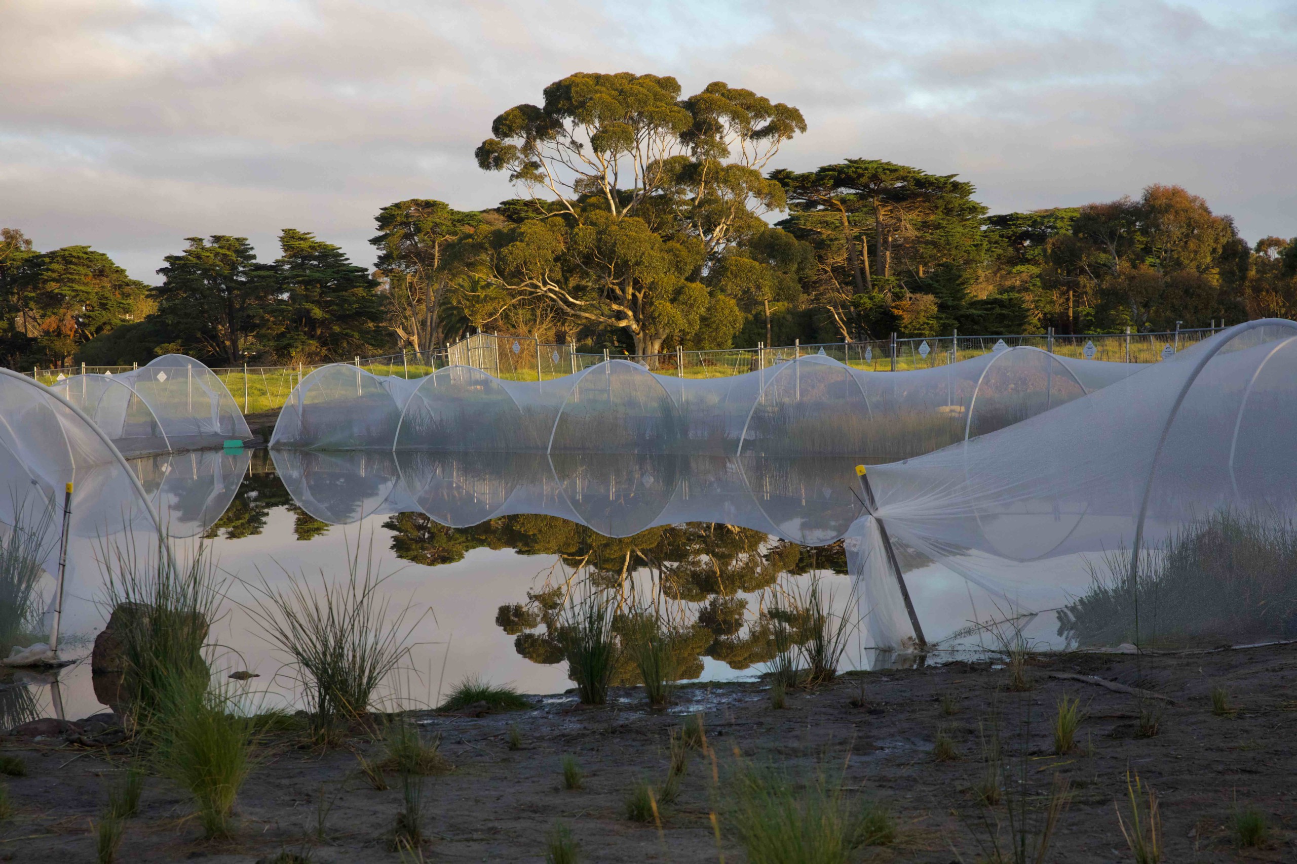 Our Association has a new name! – Yalukit Willam Nature Association Inc