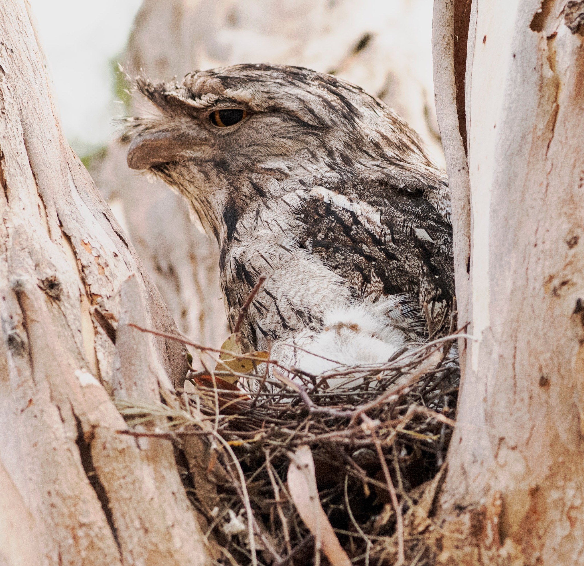 First YWNA Bird Survey for 2023 – Yalukit Willam Nature Association Inc