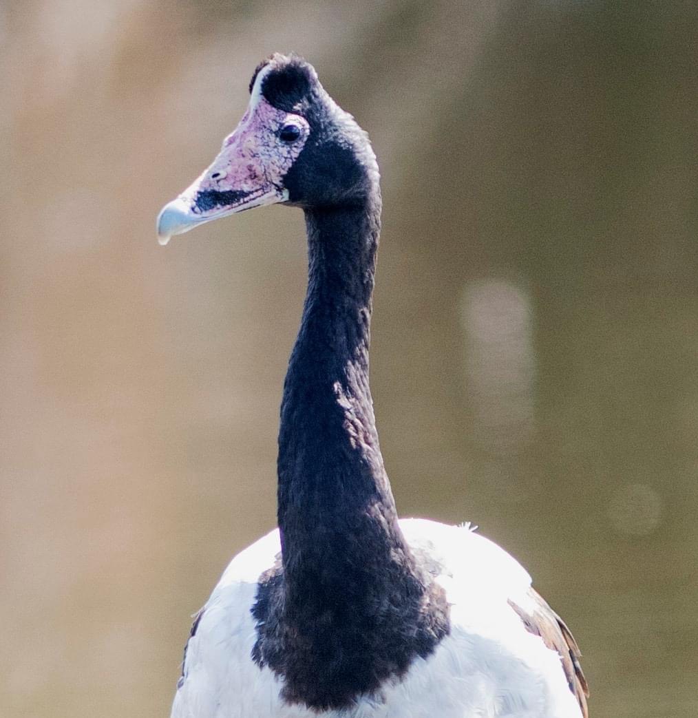 Magpie Geese and other Bird sightings – Yalukit Willam Nature ...