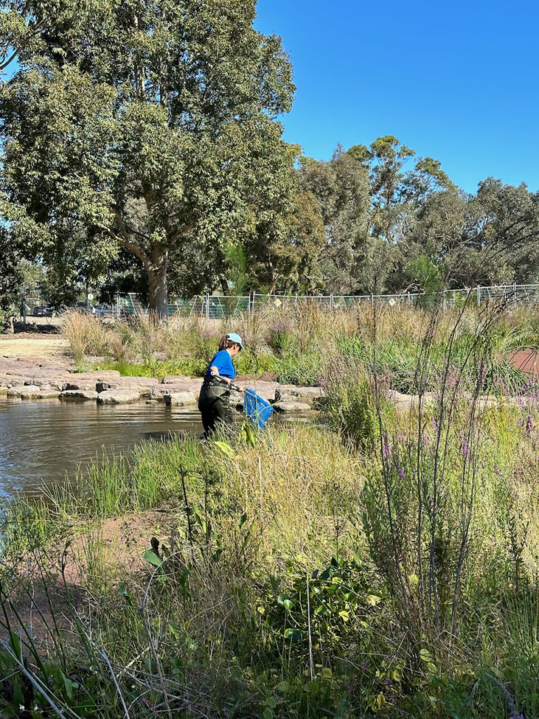 YWNA Waterwatch February 2024 – Yalukit Willam Nature Association Inc