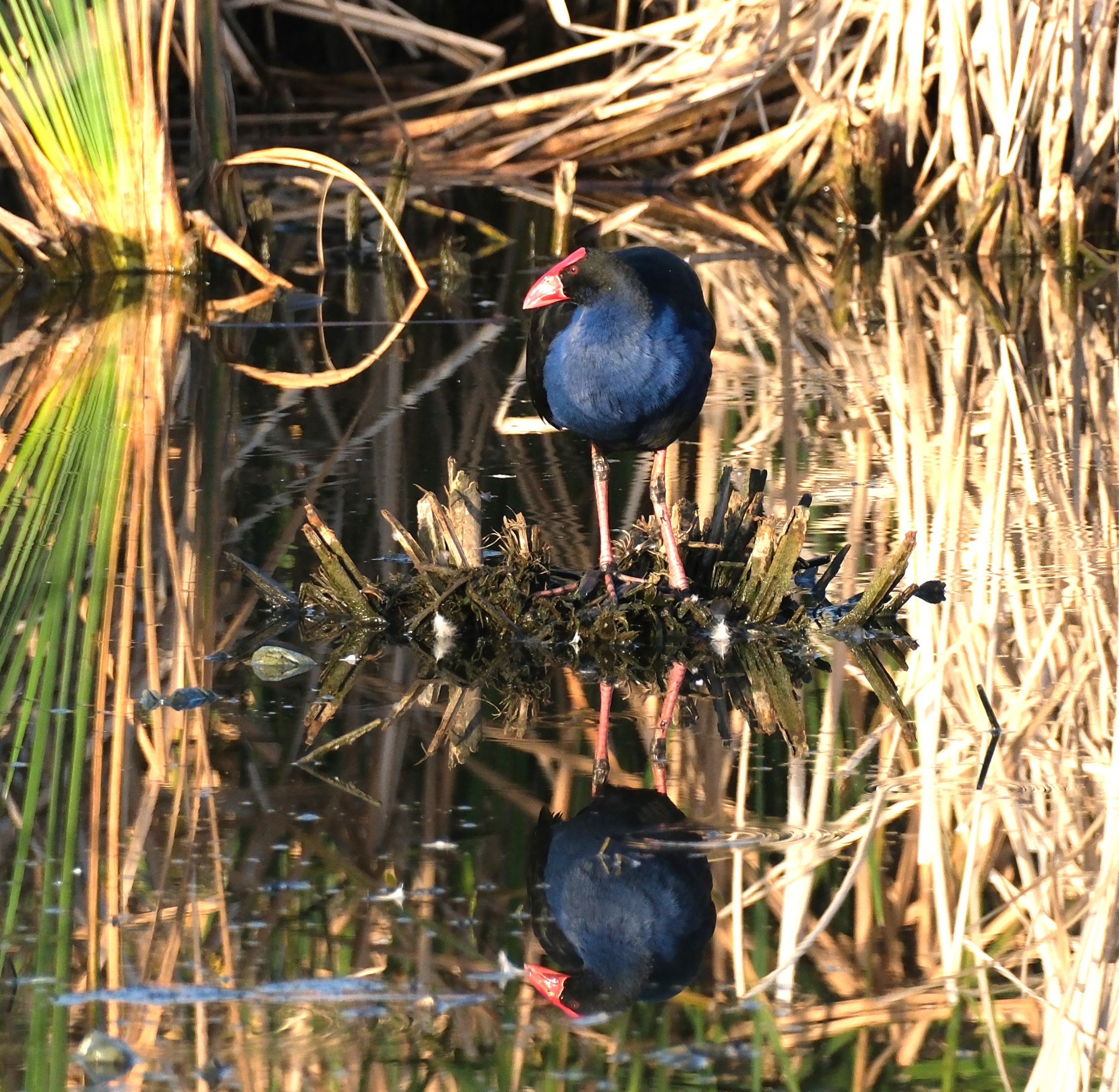 YWNA February Bird Survey – Yalukit Willam Nature Association Inc