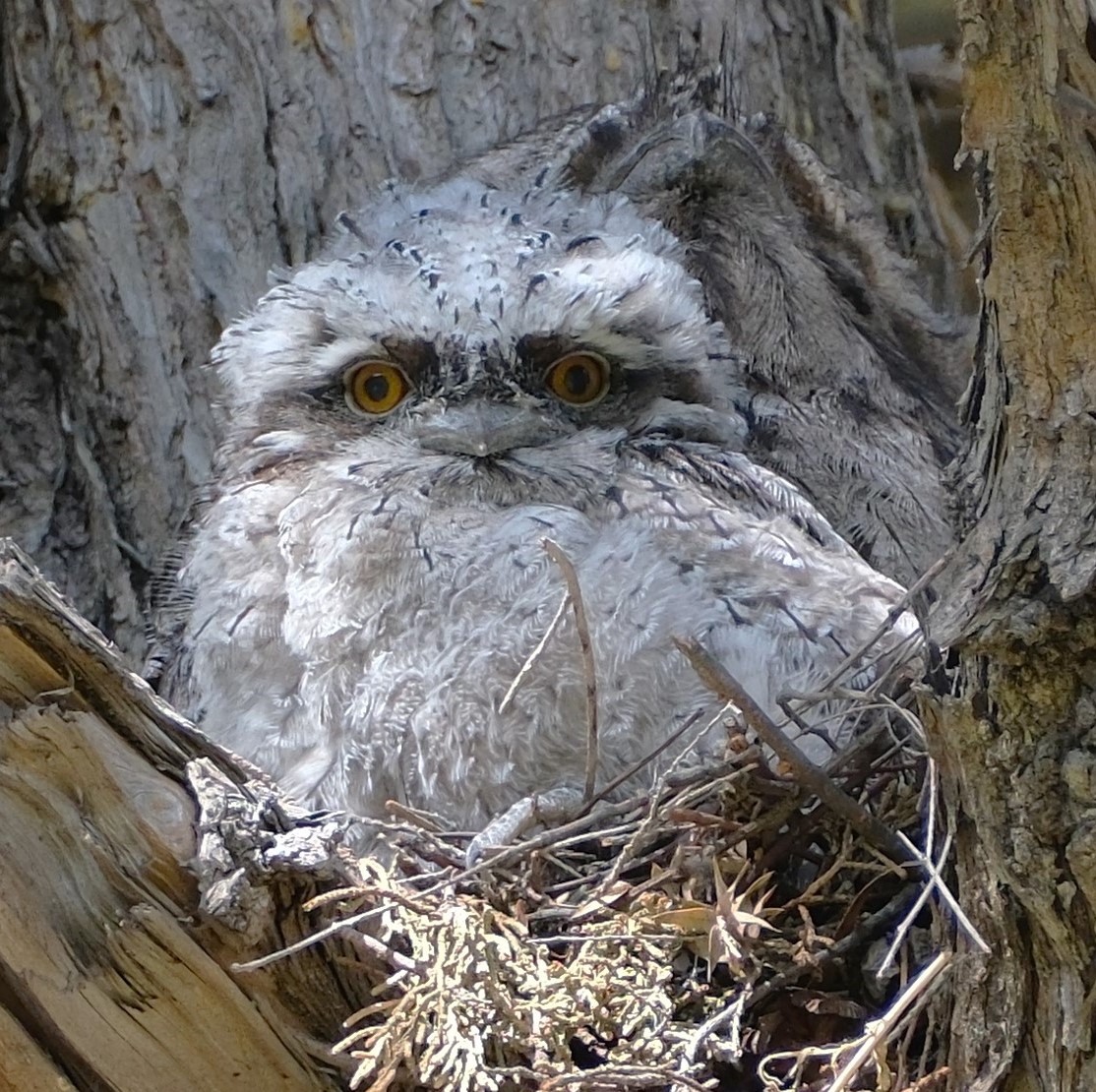 November YWNA Bird Survey – Yalukit Willam Nature Association Inc